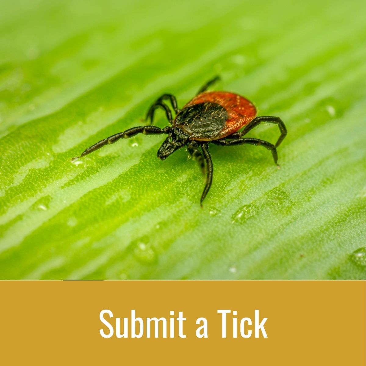 Please click the images above or use the links on the left side to ...